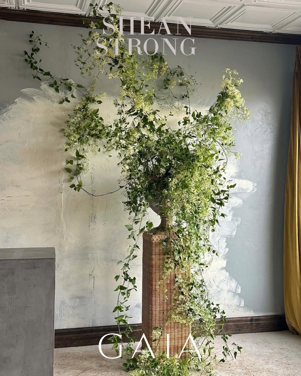 2025 Solstice workshop ~ GAIA x Shean Strong